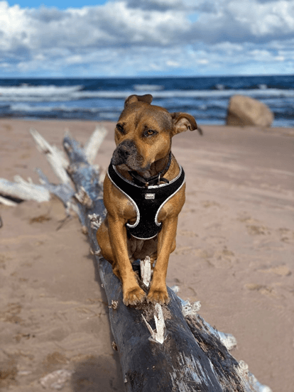 Where In the World is Censis: Sam Harrison Visits Alaska